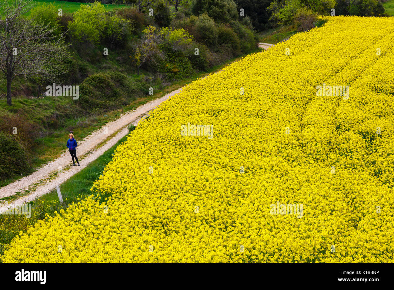 Rapeseed crop (Brassica napus). Ganuza (Metauten) village. Estella ...