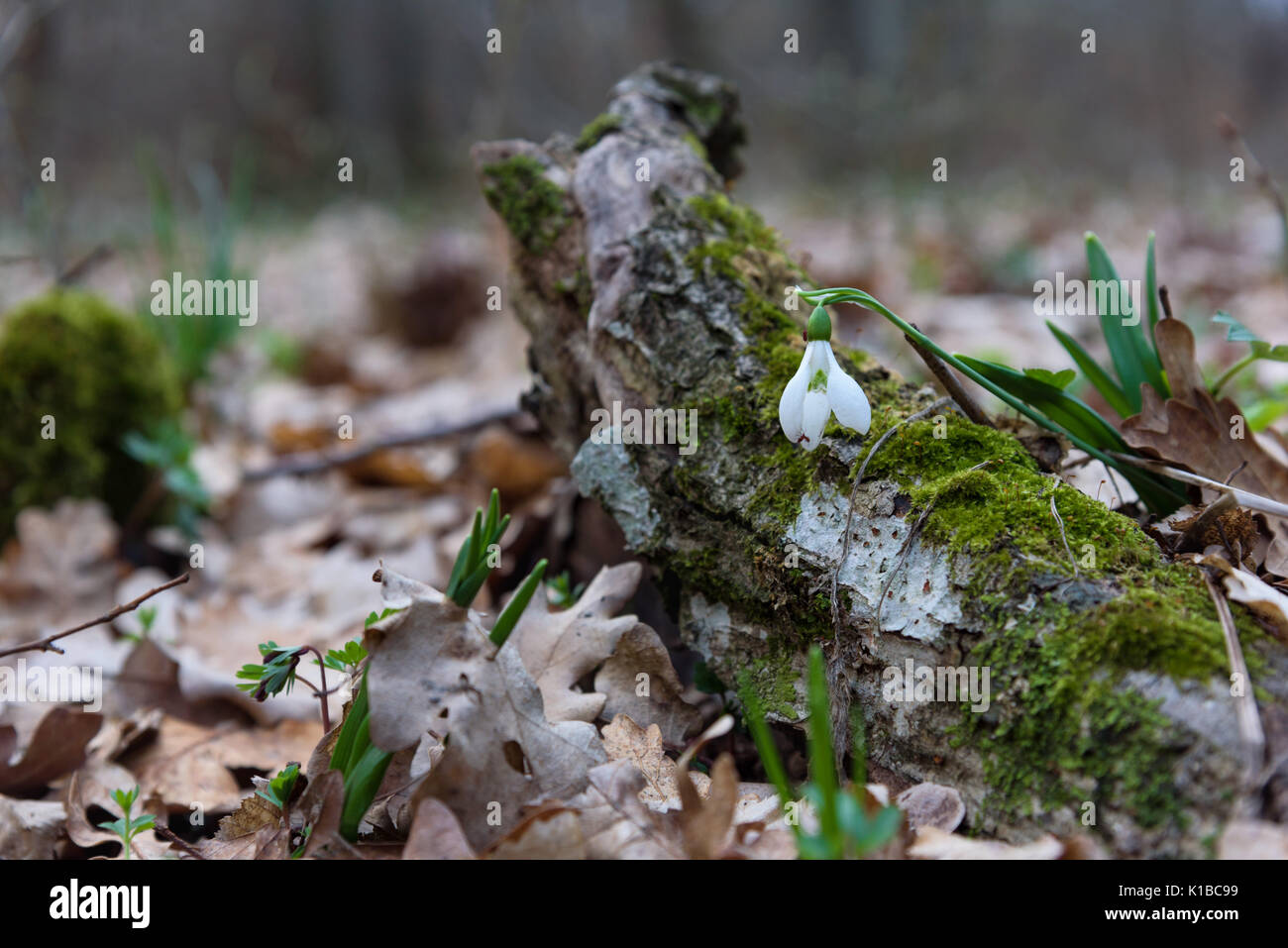 Snowdrop tree hi-res stock photography and images - Alamy