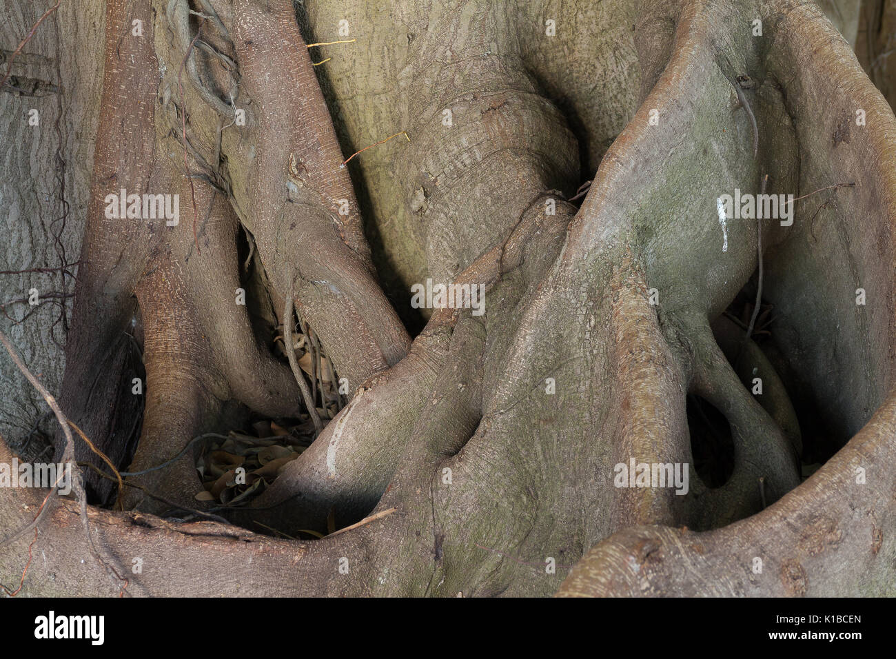 Close up of gnarled tree roots intertwined Stock Photo - Alamy