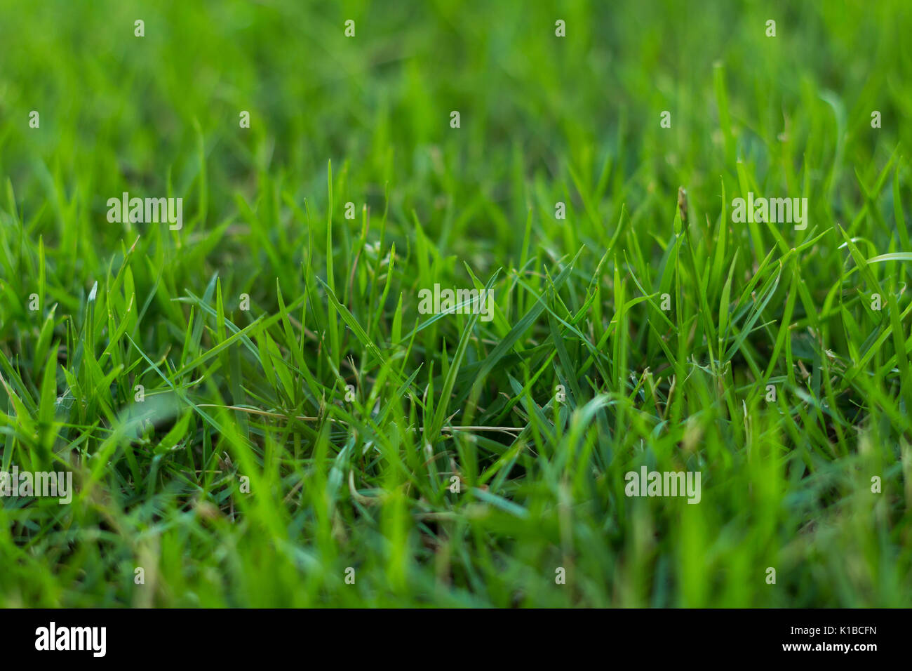 Football turf soft texture hi-res stock photography and images - Alamy