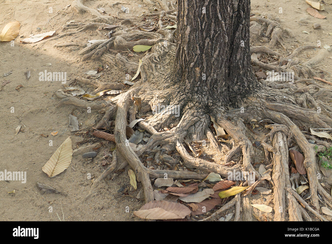 Whole tree and roots hi-res stock photography and images - Alamy