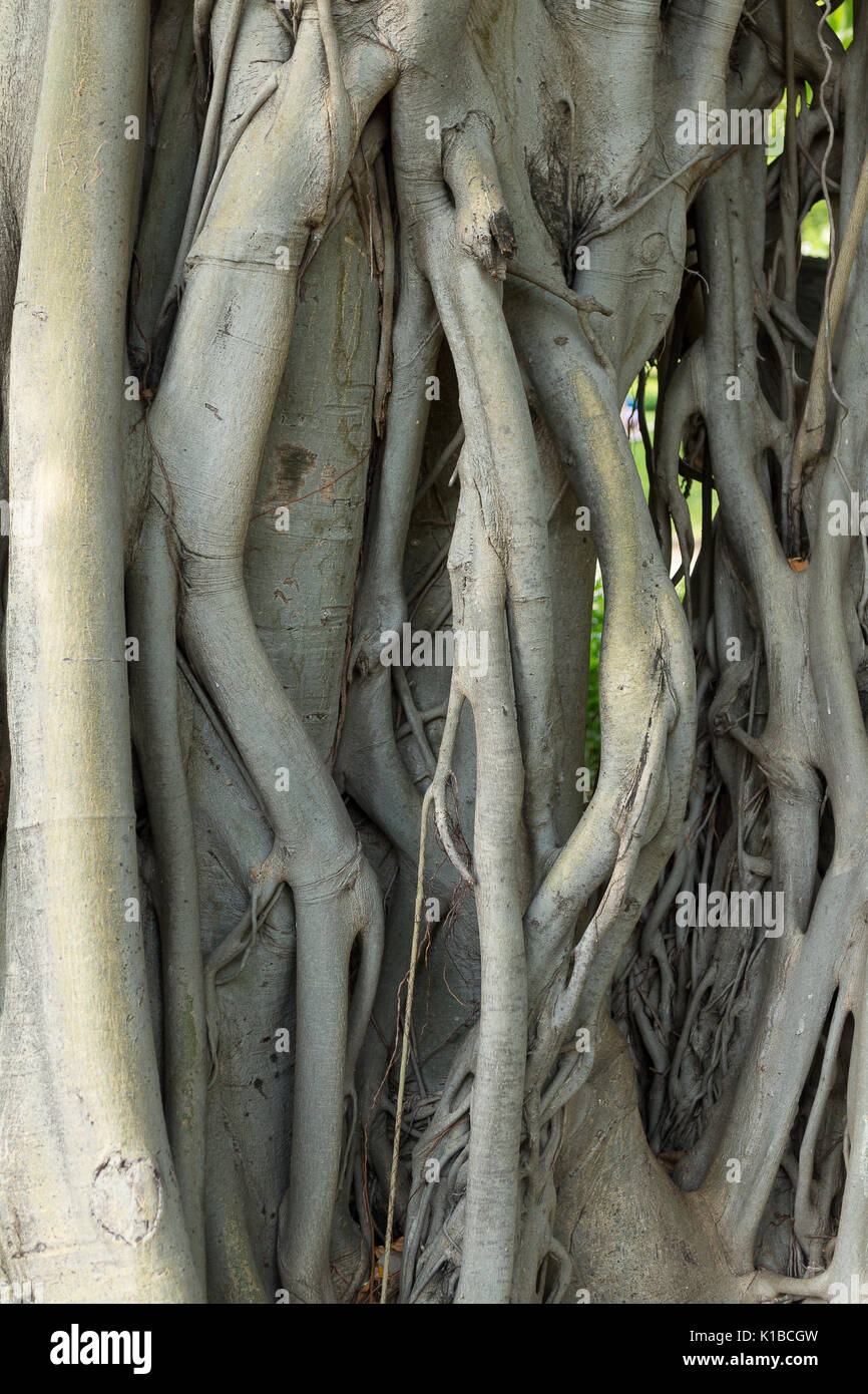 Whole Tree And Roots High Resolution Stock Photography and Images - Alamy