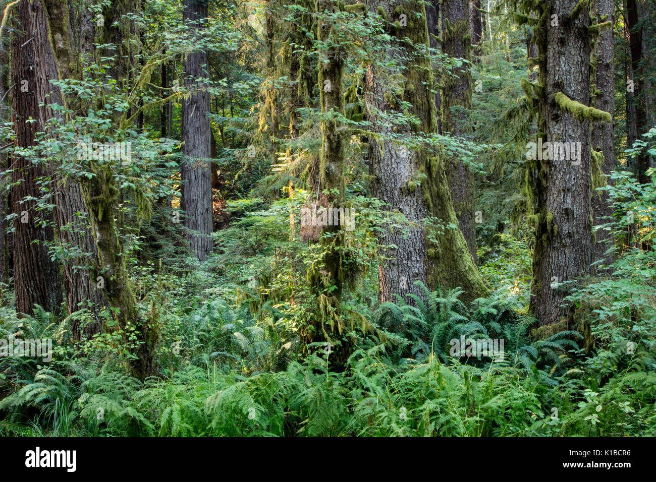 A beautiful forest of redwood trees grows in Redwood National Park ...