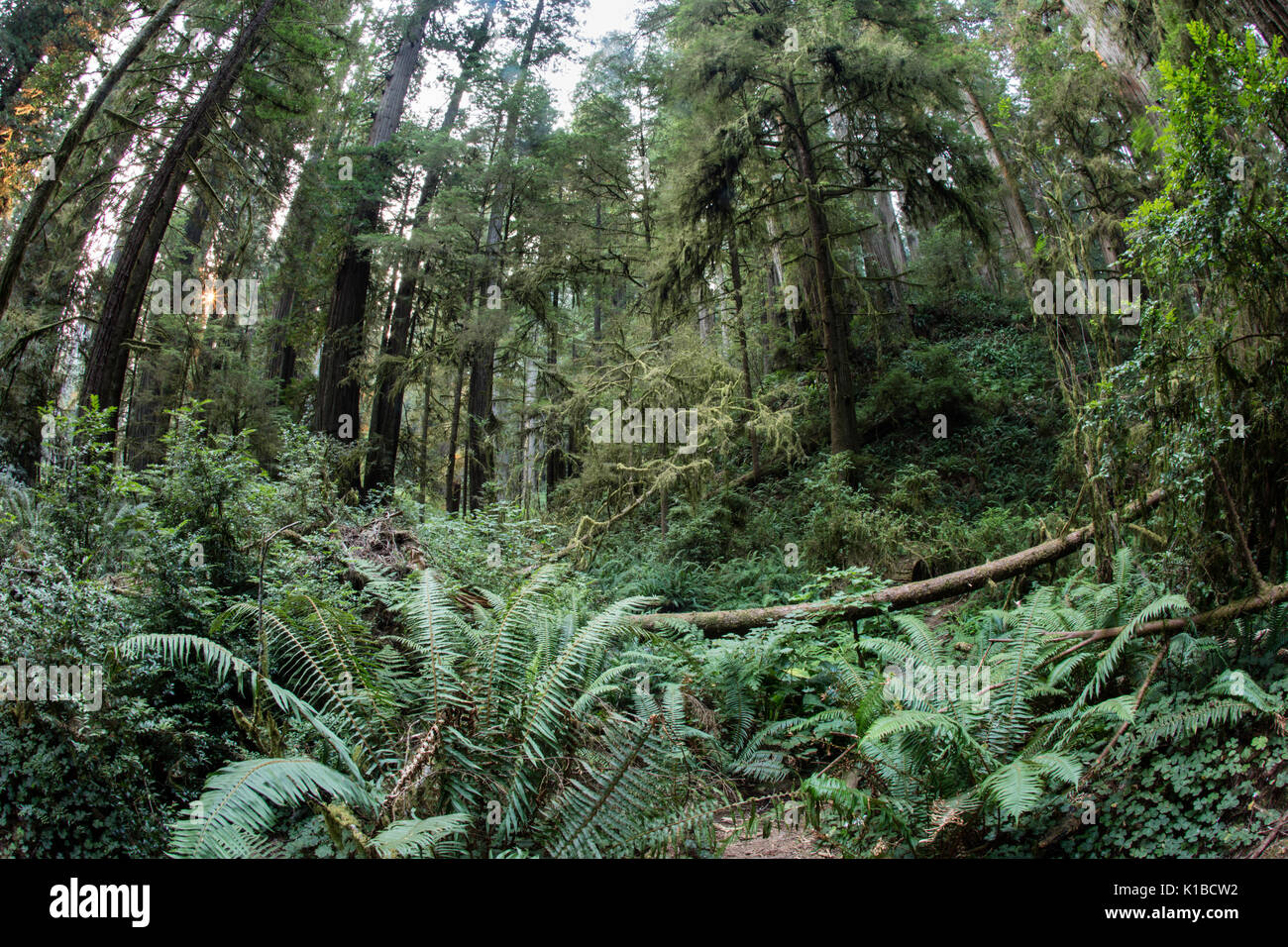 Tallest Moss In The World High Resolution Stock Photography and Images ...