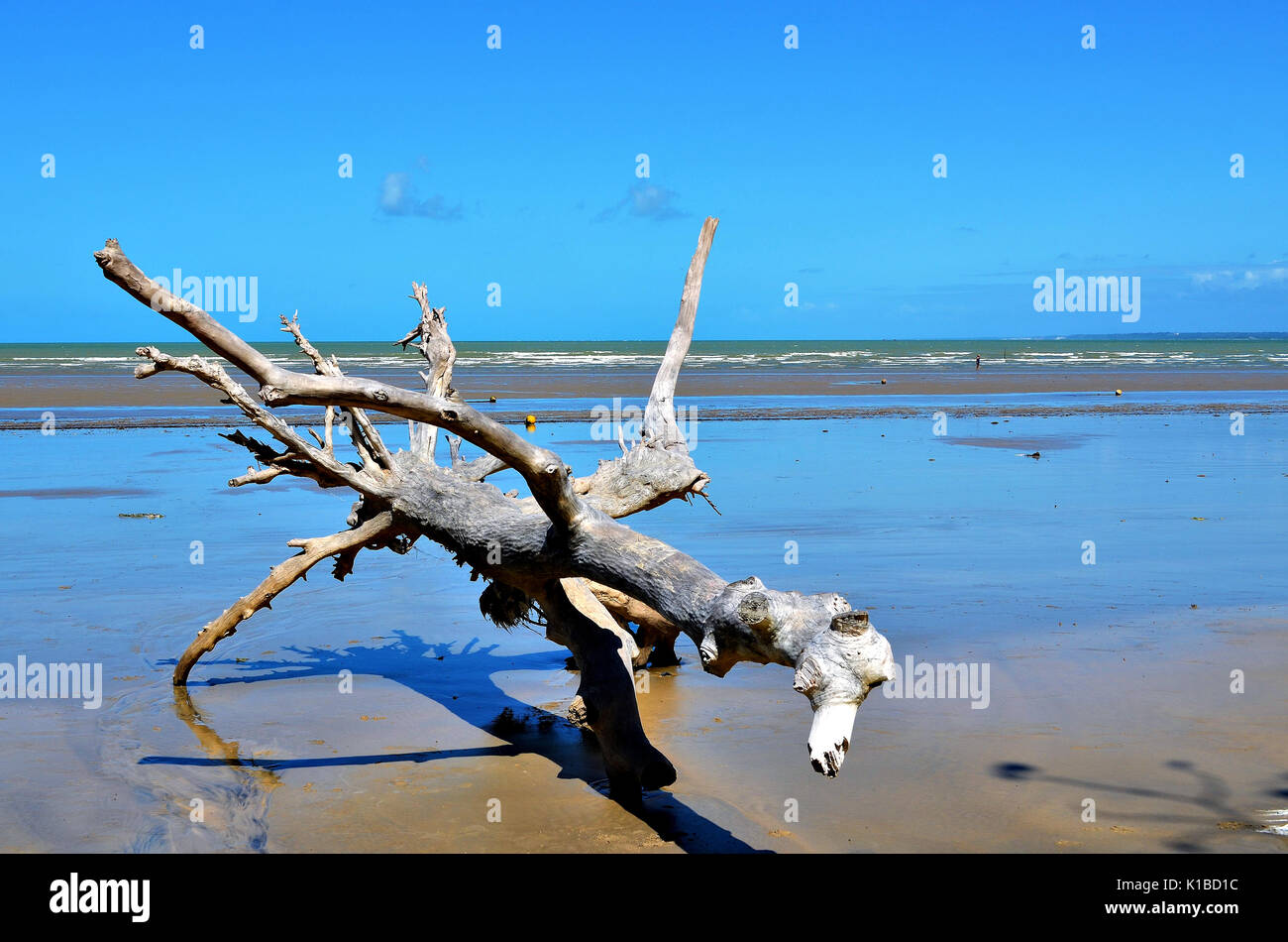Tree trunk on the beach. A dry trunk in the sand of the beach during ...