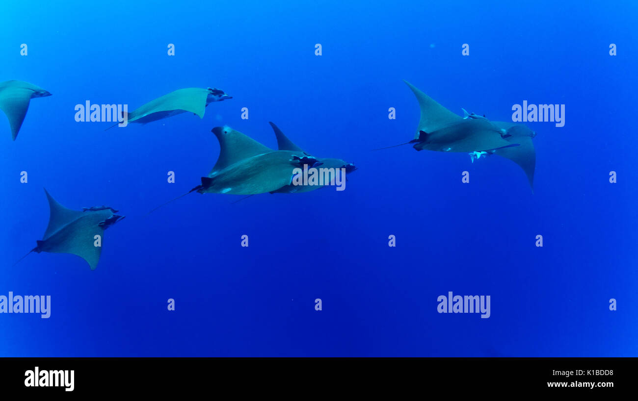 A school of atlantic mobulas in Azores islands Stock Photo - Alamy