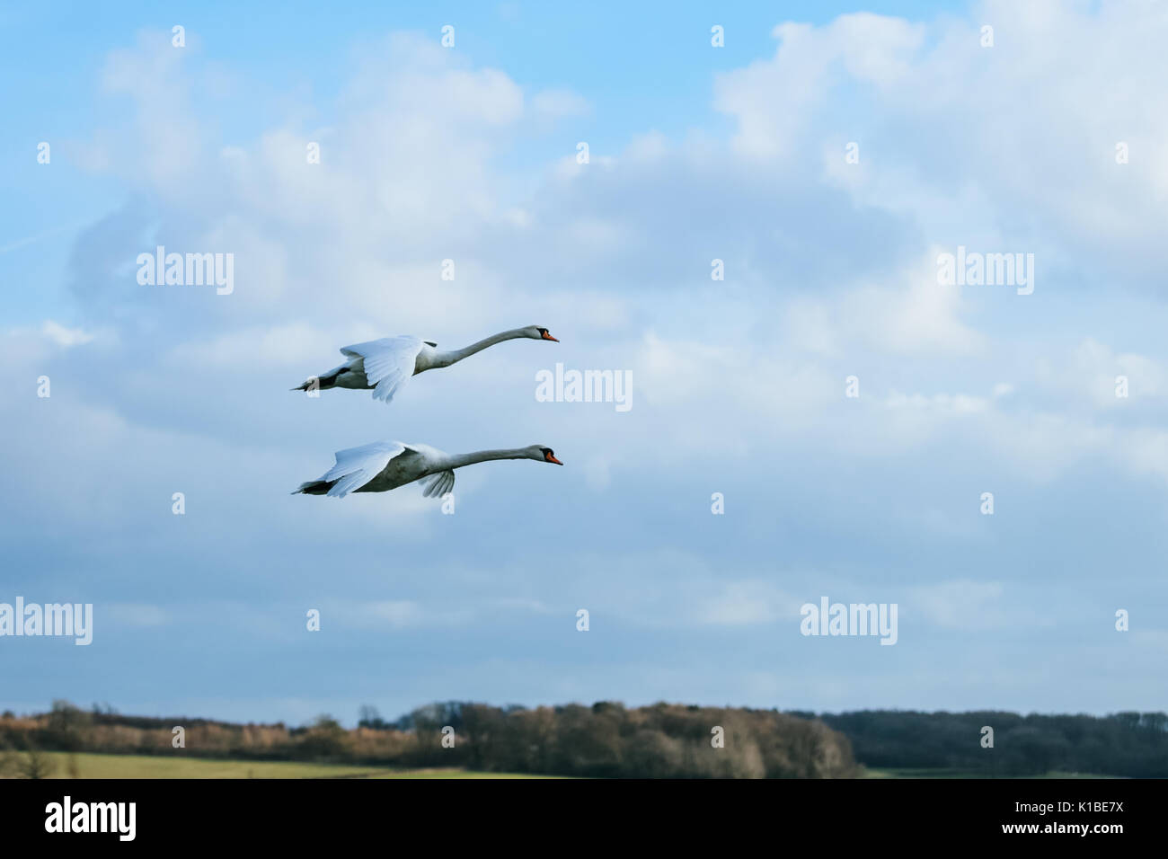 Flying swans hi-res stock photography and images - Alamy