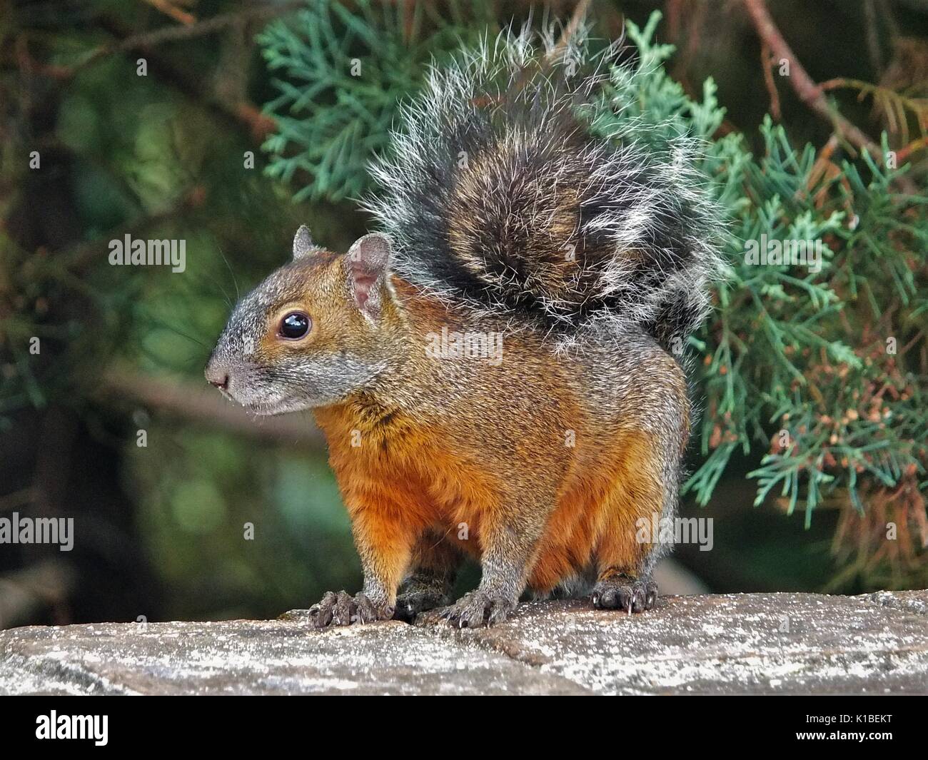 Chipmunk claws hi-res stock photography and images - Alamy
