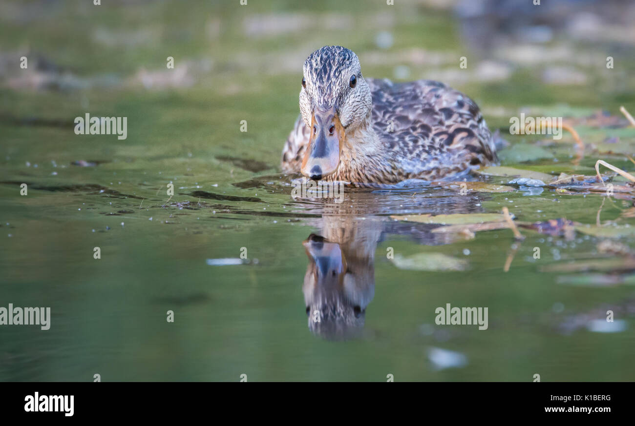 Bear and ducks hi-res stock photography and images - Alamy