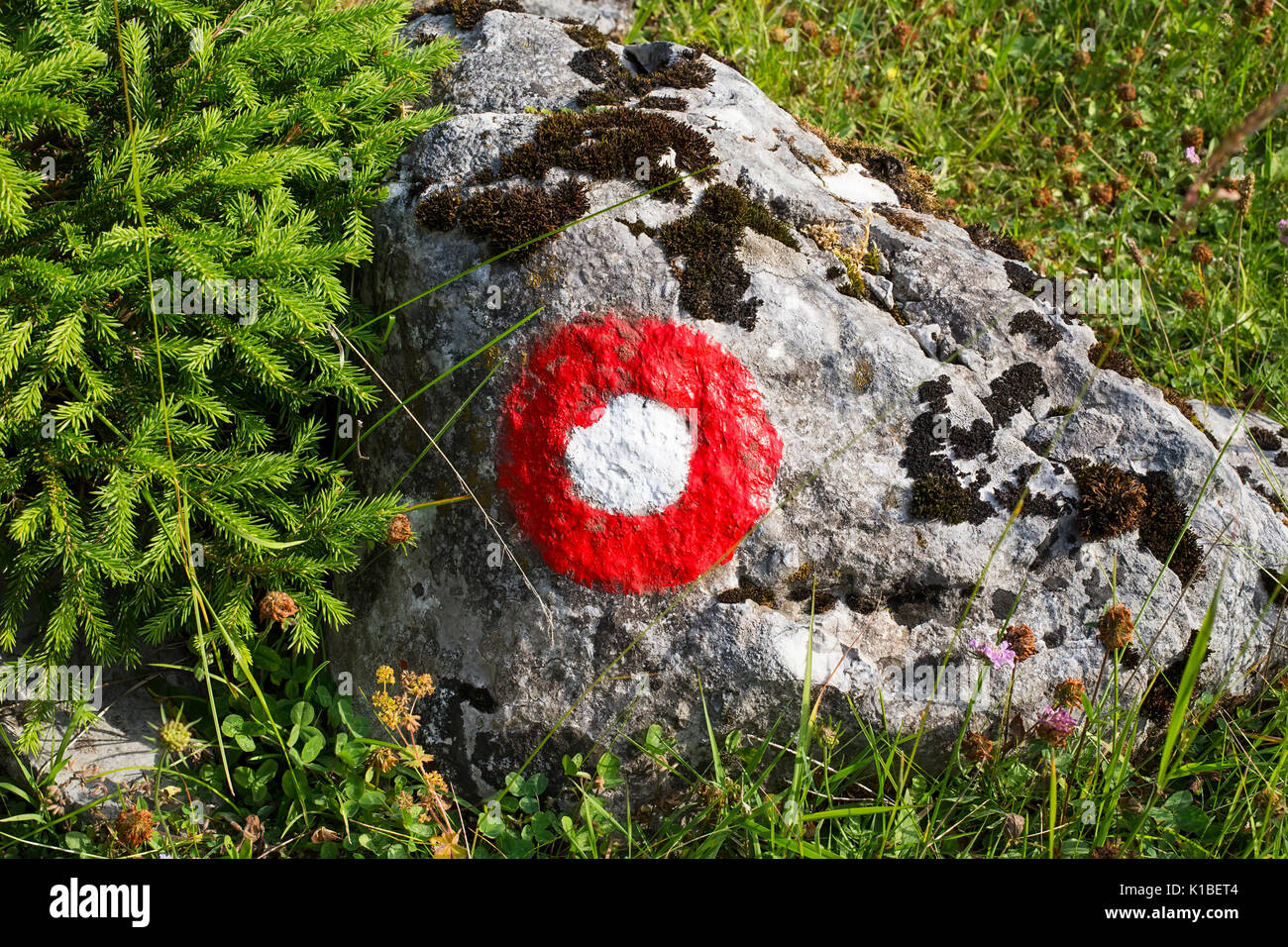 Red and white circle trail blazing sign in the forest Stock Photo - Alamy