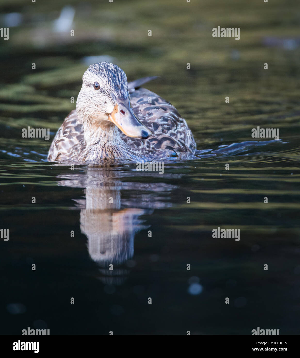 Ghost duck hi-res stock photography and images - Alamy