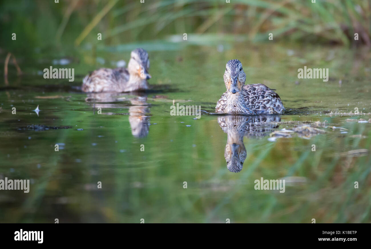 Bear and ducks hi-res stock photography and images - Alamy