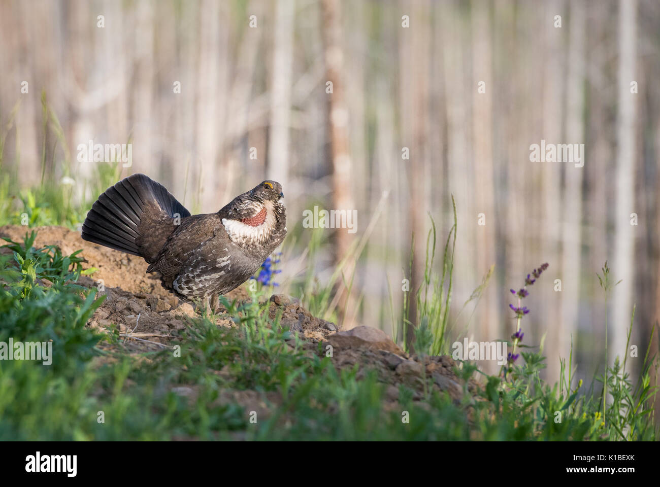 Yellowstone dusky grouse hi-res stock photography and images - Alamy