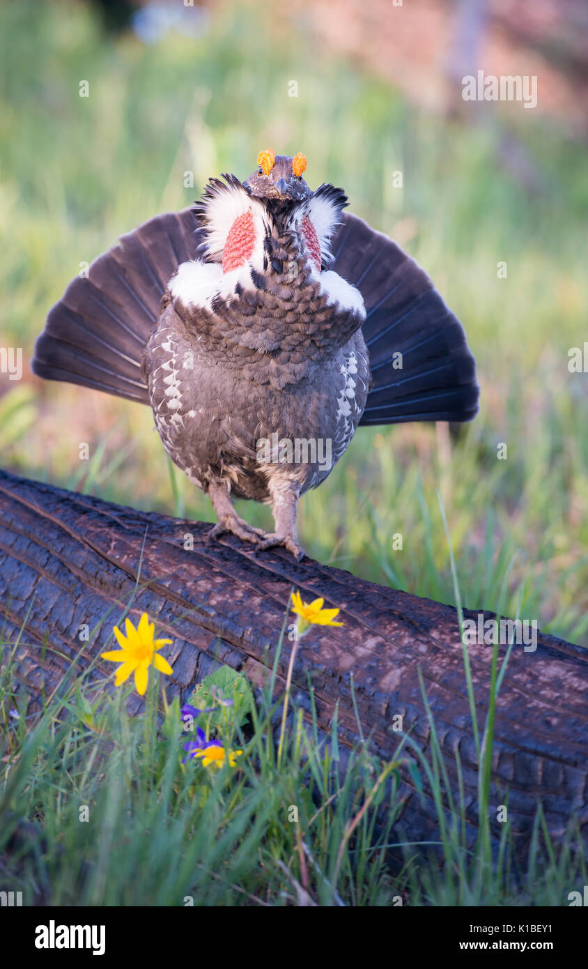 Yellowstone dusky grouse hi-res stock photography and images - Alamy