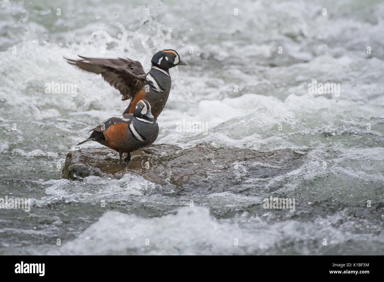 Harlequin duck flight hi-res stock photography and images - Alamy