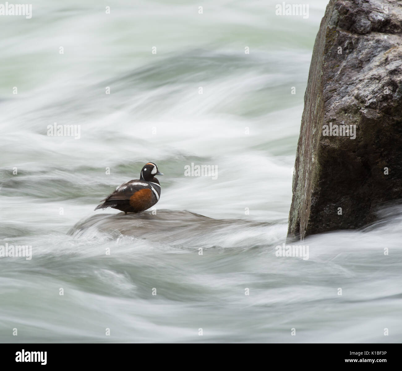 Harlequin duck flight hi-res stock photography and images - Alamy