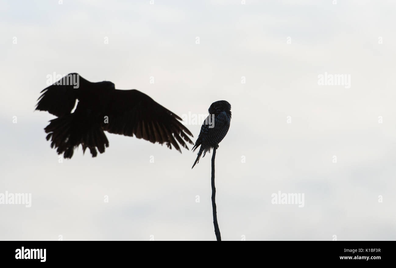 Northern Hawk Owl and Raven Stock Photo - Alamy
