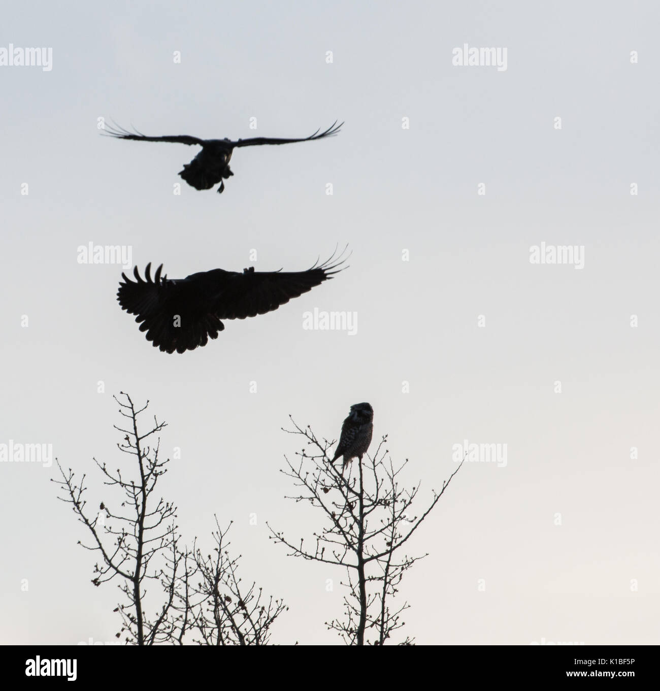 Northern Hawk owl and Ravens Stock Photo - Alamy