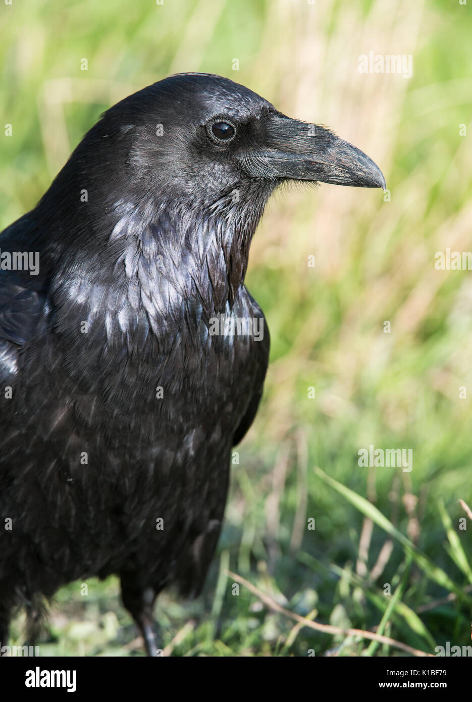 Ghost bear photography hi-res stock photography and images - Alamy