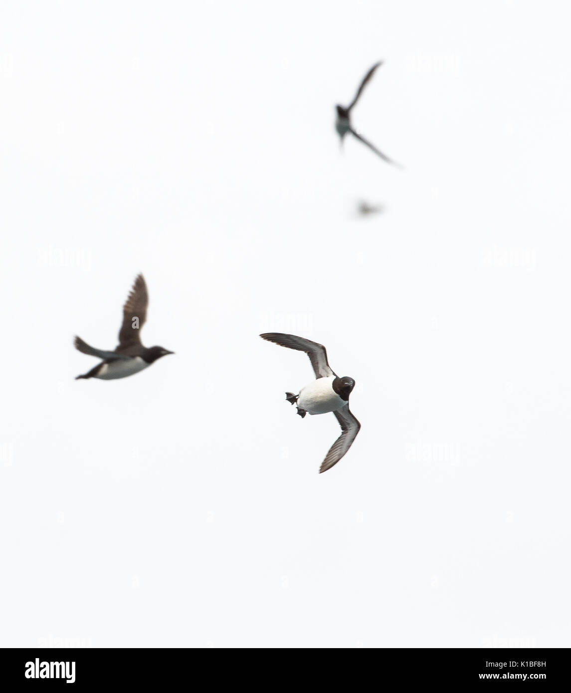 The fulmar Cut Out Stock Images & Pictures - Alamy