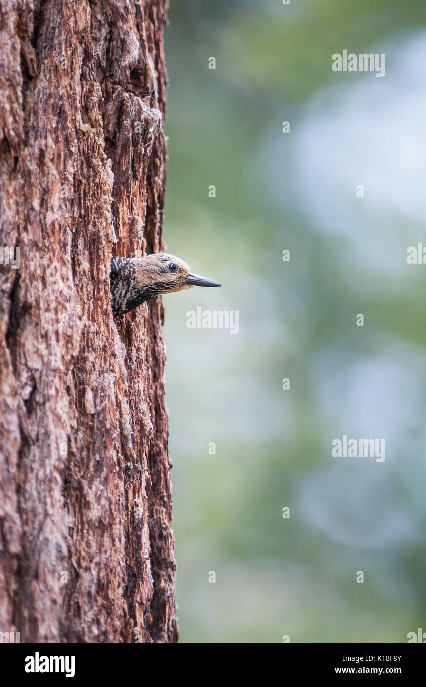 Sap sucker hi-res stock photography and images - Alamy