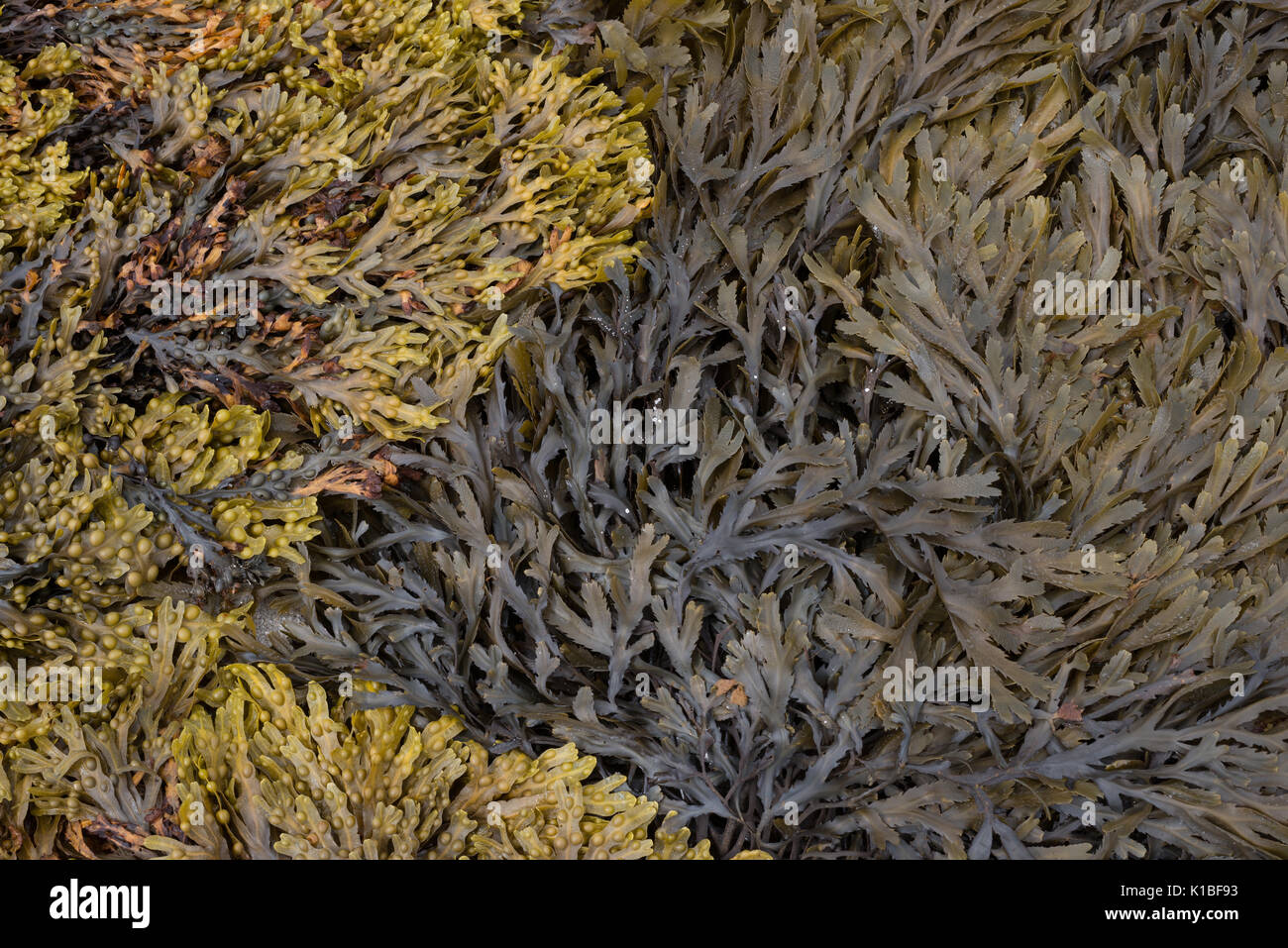 Bladder weed hi-res stock photography and images - Alamy