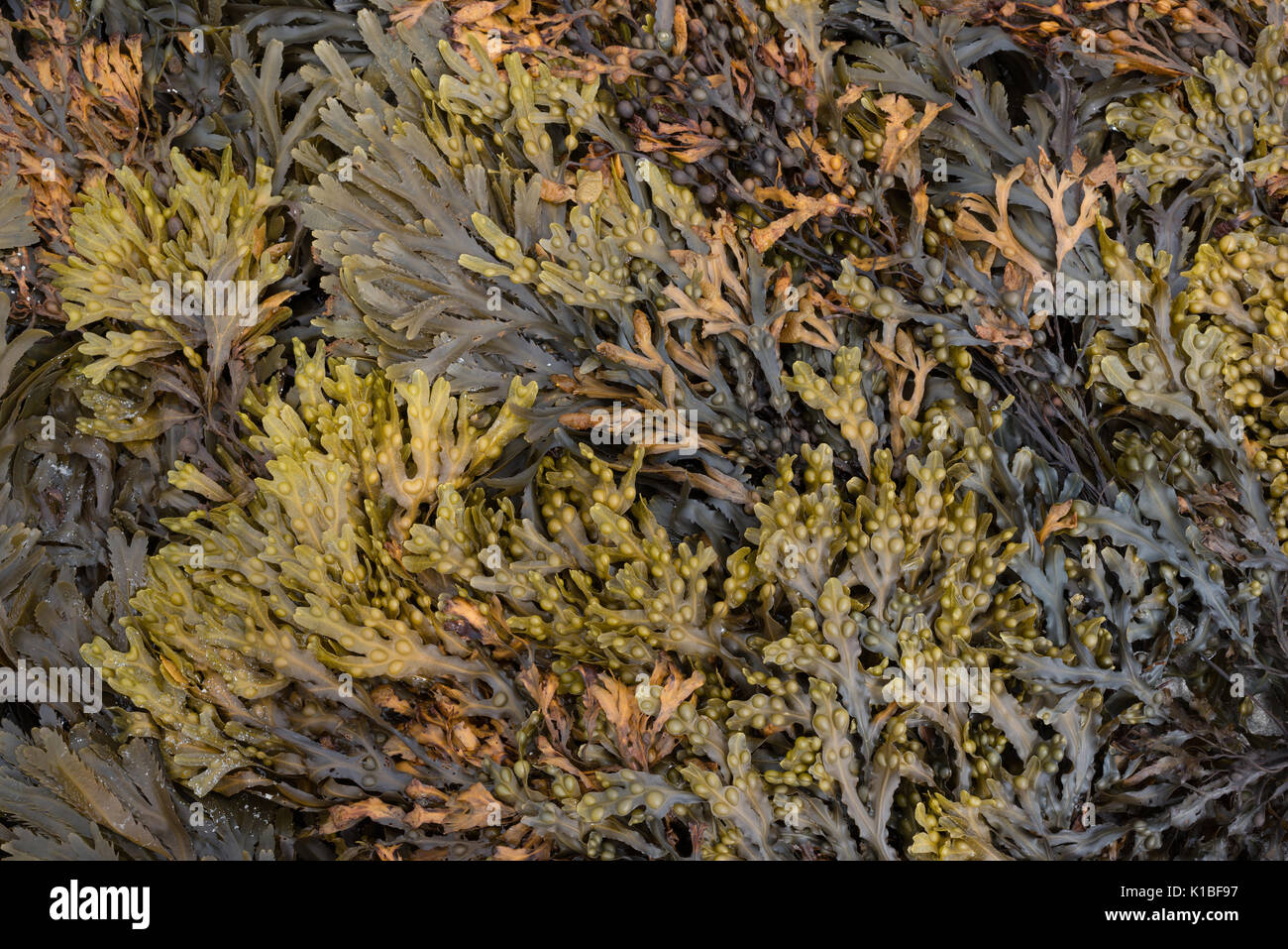 Fucaceae channeled wrack hi-res stock photography and images - Alamy