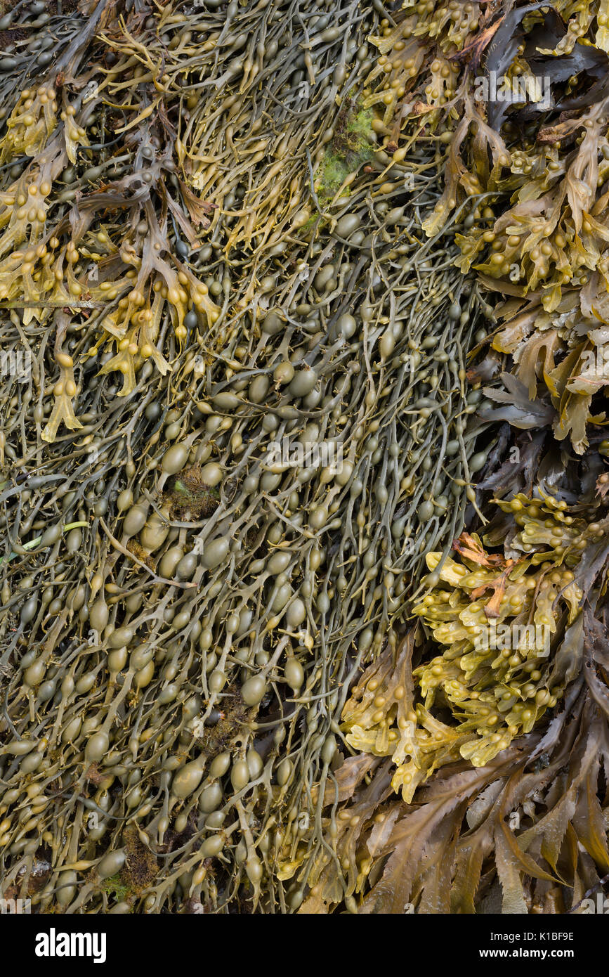 Fucaceae egg wrack hi-res stock photography and images - Alamy