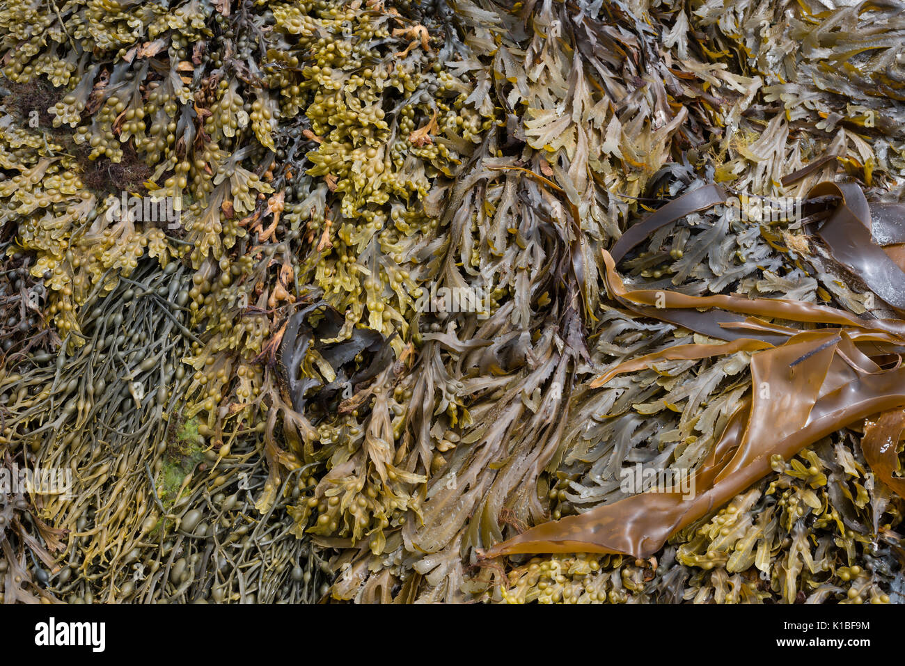 Fucaceae channeled wrack hi-res stock photography and images - Alamy