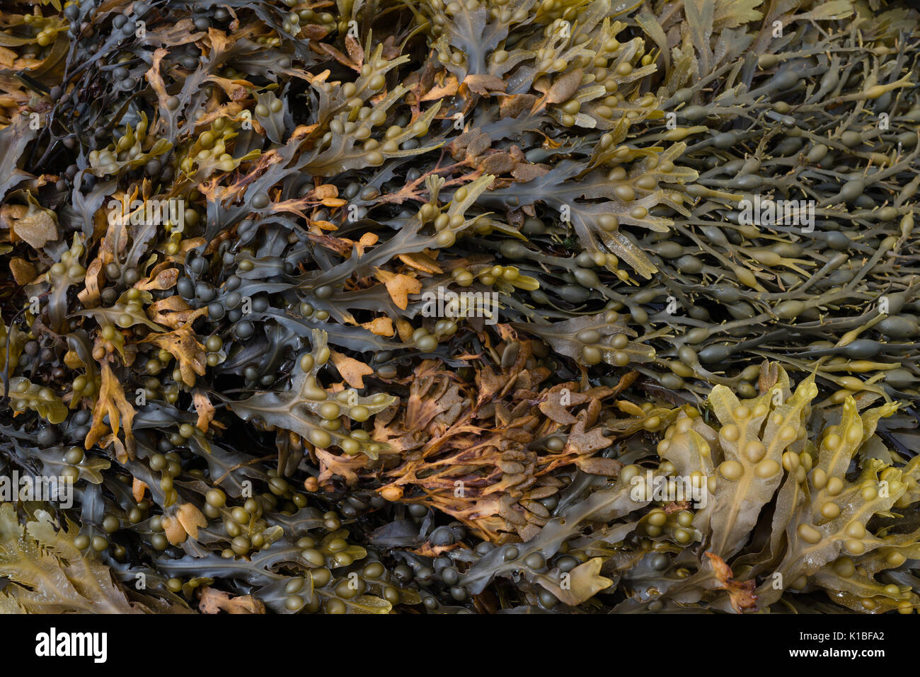 Egg wrack ascophyllum nodosum hi-res stock photography and images - Alamy