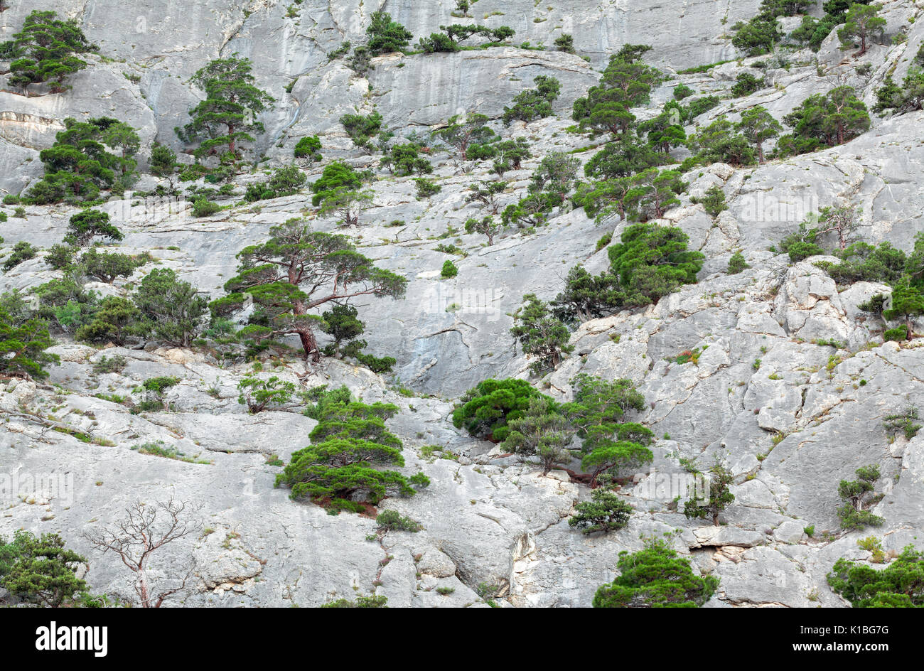Juniper trees hi-res stock photography and images - Alamy