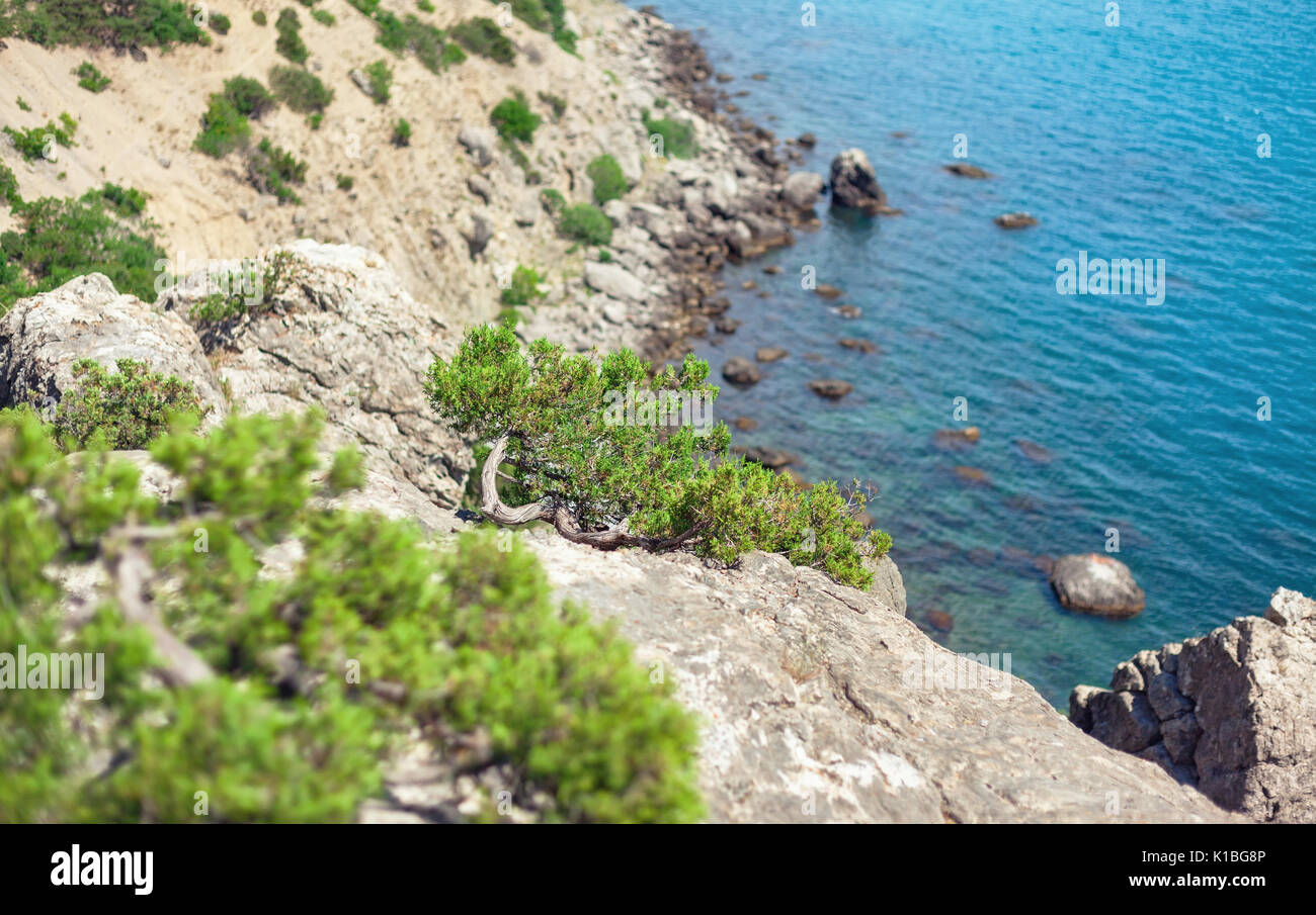 Tree growing rock cliff hi-res stock photography and images - Alamy