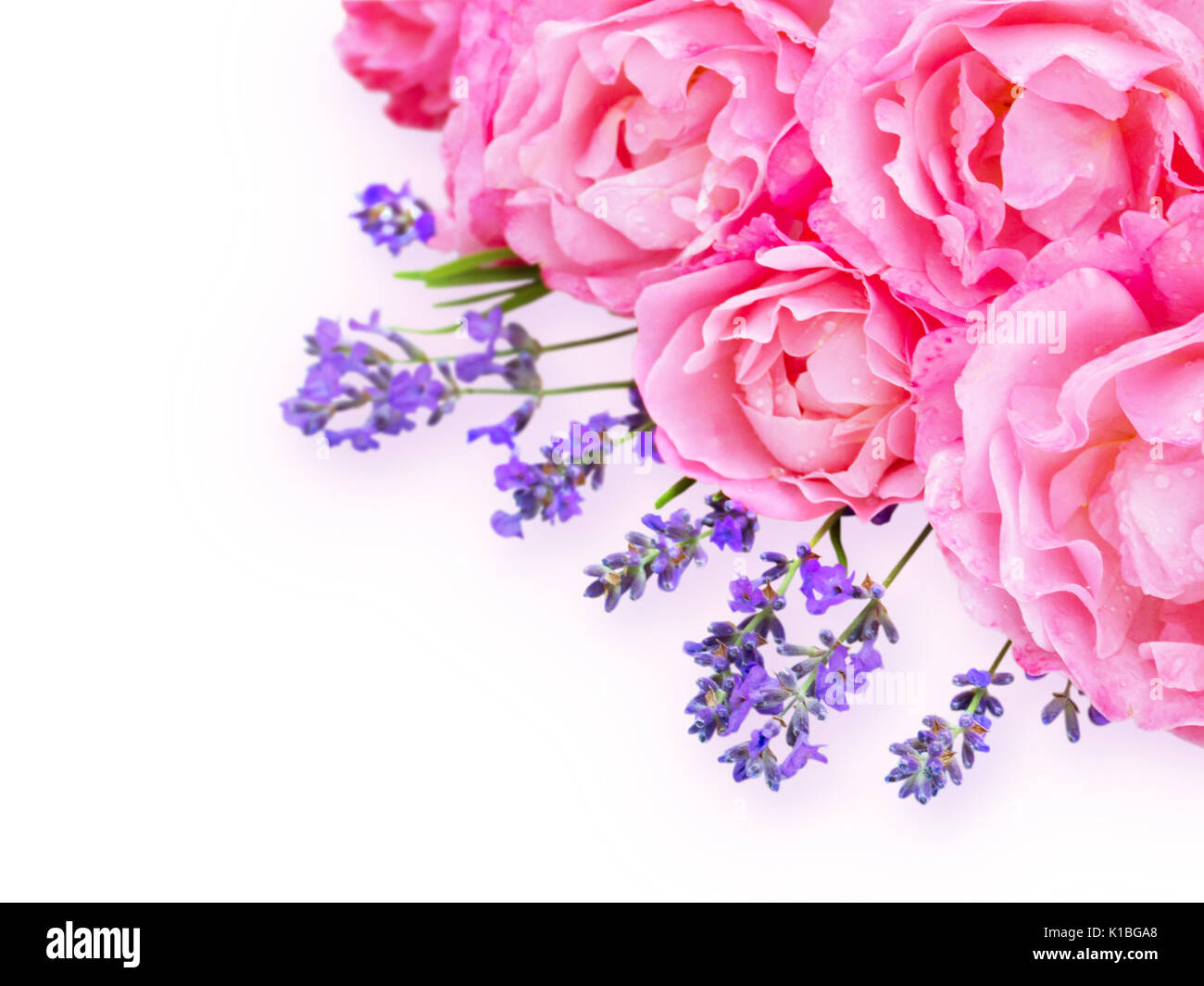 Pale pink curly roses and lavender in the corner of the white ...