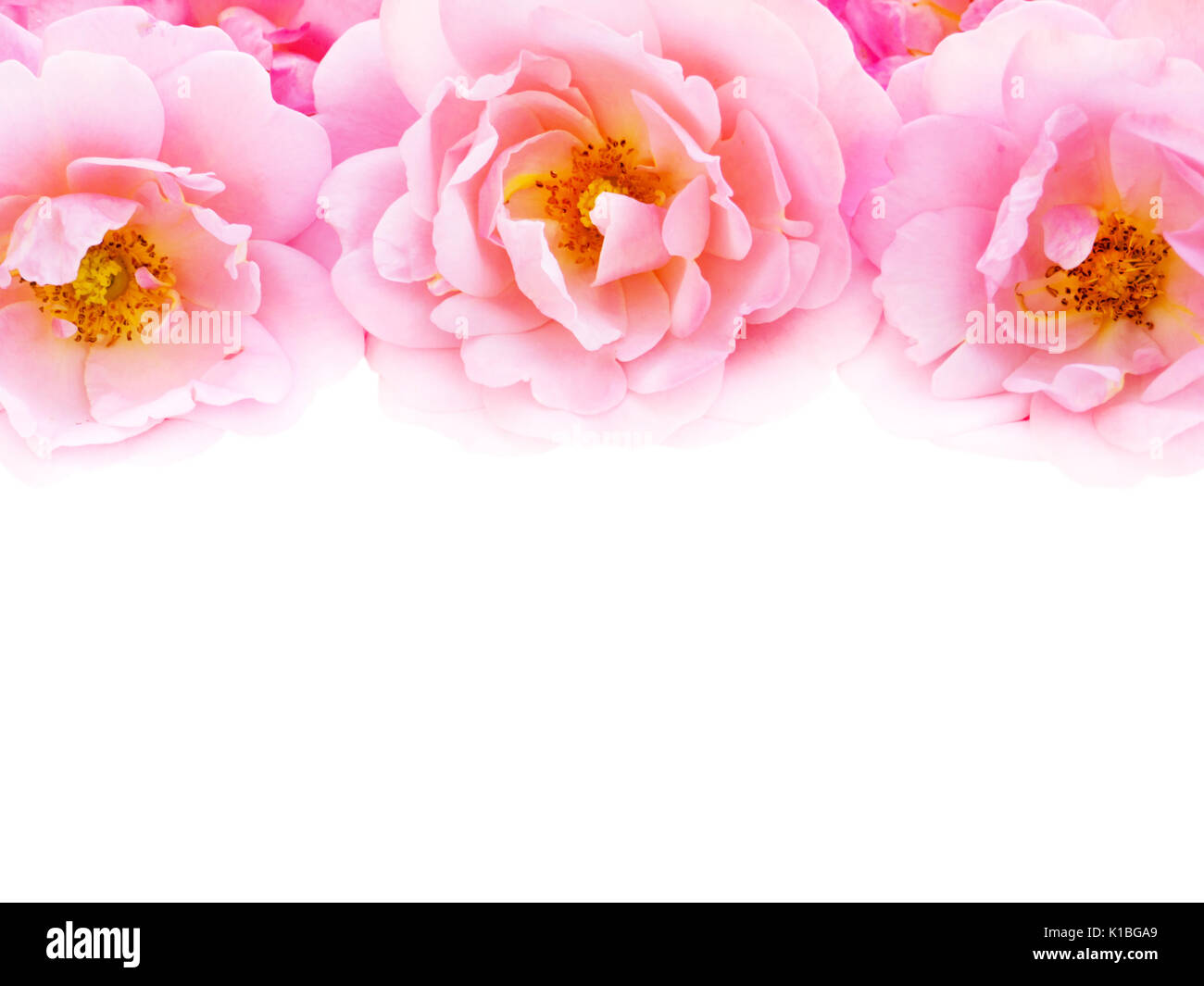 Pink curly roses bouquet on the white background Stock Photo - Alamy