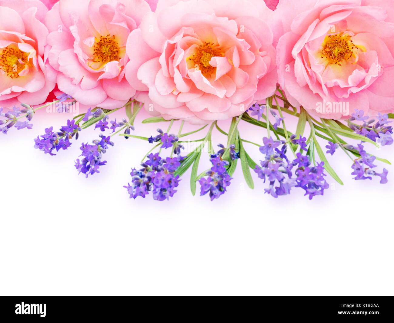 Pink curly open roses and provence lavender on the white rough wooden ...