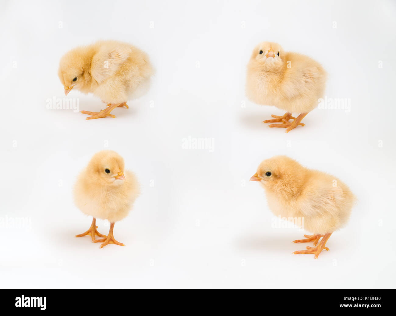 Newly hatched chicks hi-res stock photography and images - Alamy