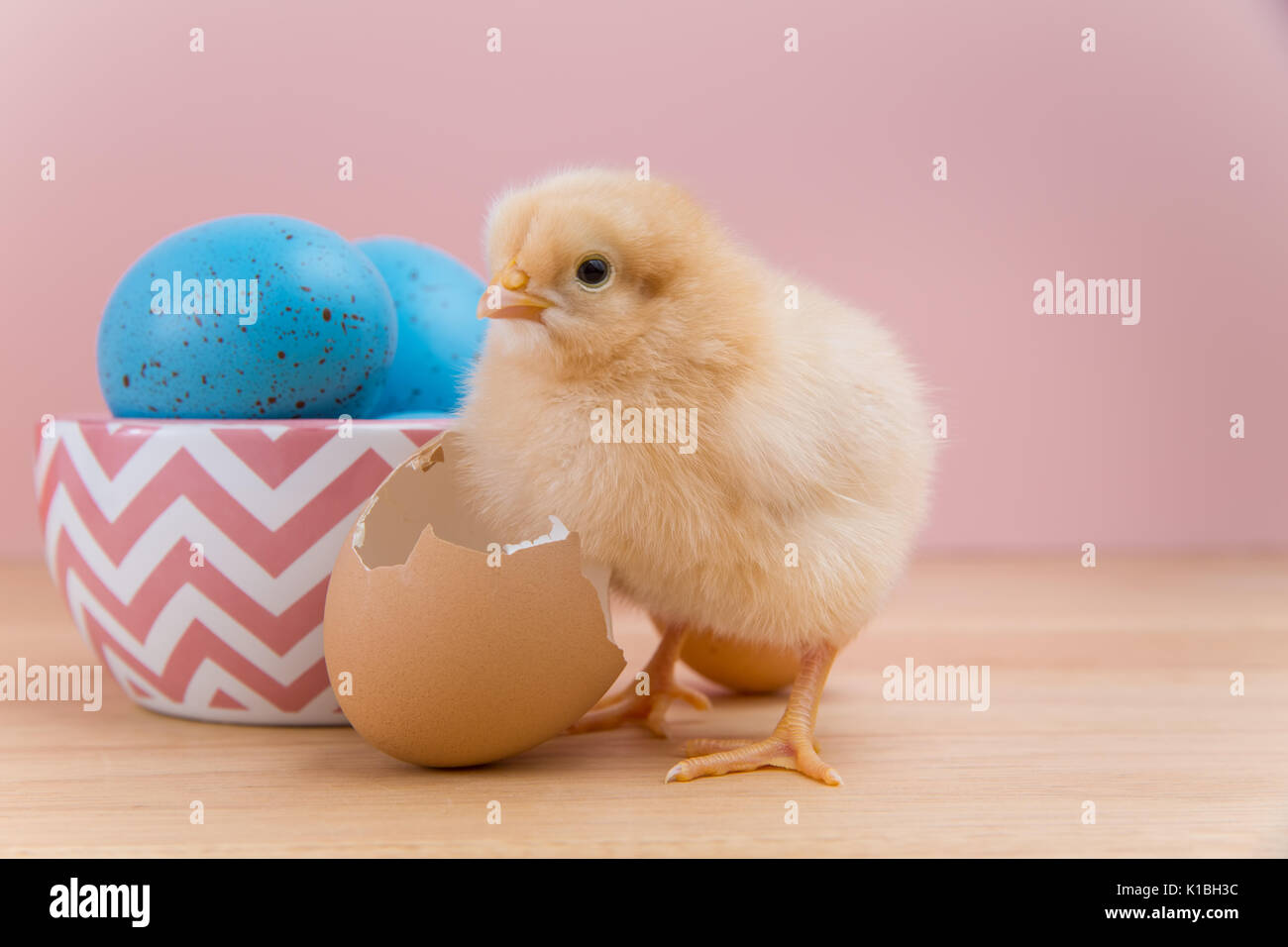 Fluffy hen chick by shell hi-res stock photography and images - Alamy