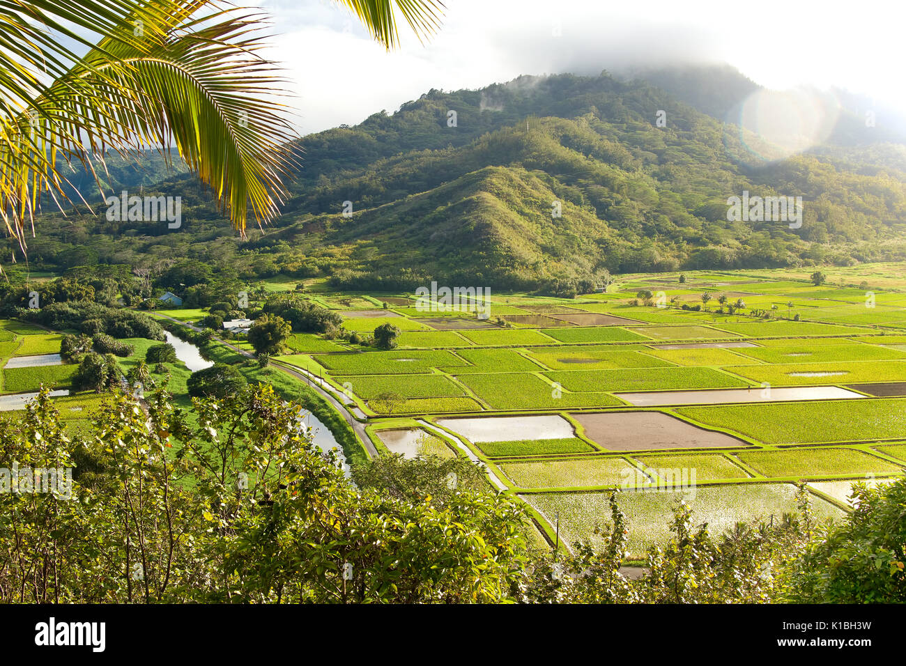 Taro fields In Hanalei Valley after a recent rainfall on the Hawaiian ...