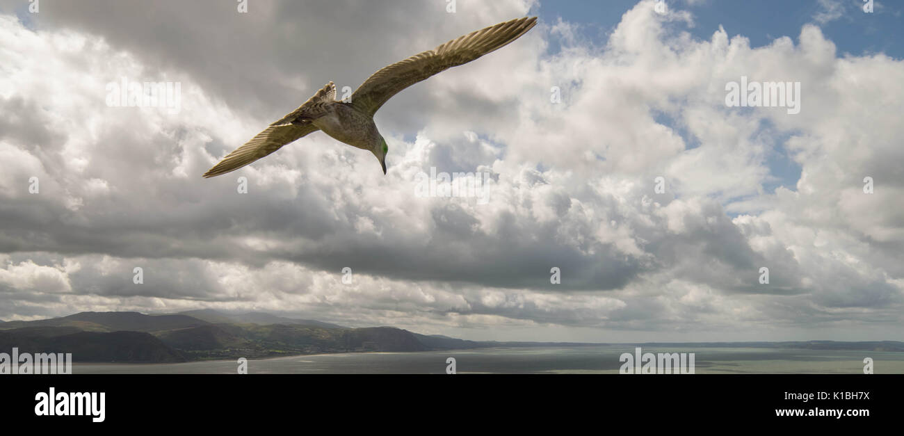 Back view of seagull bird flock are flying on the sky with white cloud ...