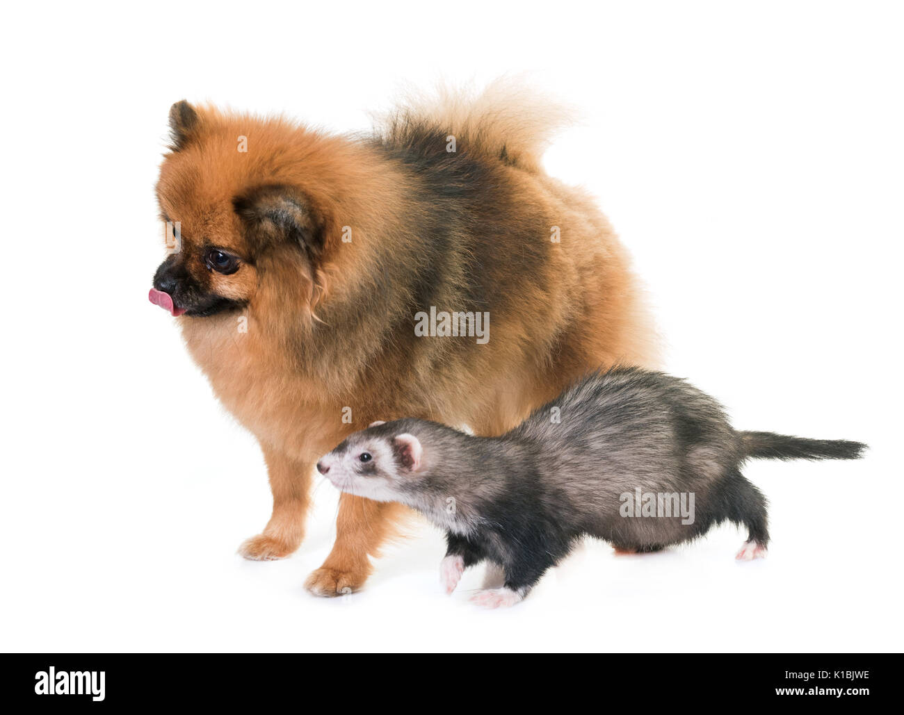 female ferret and spit in front of white background Stock Photo - Alamy