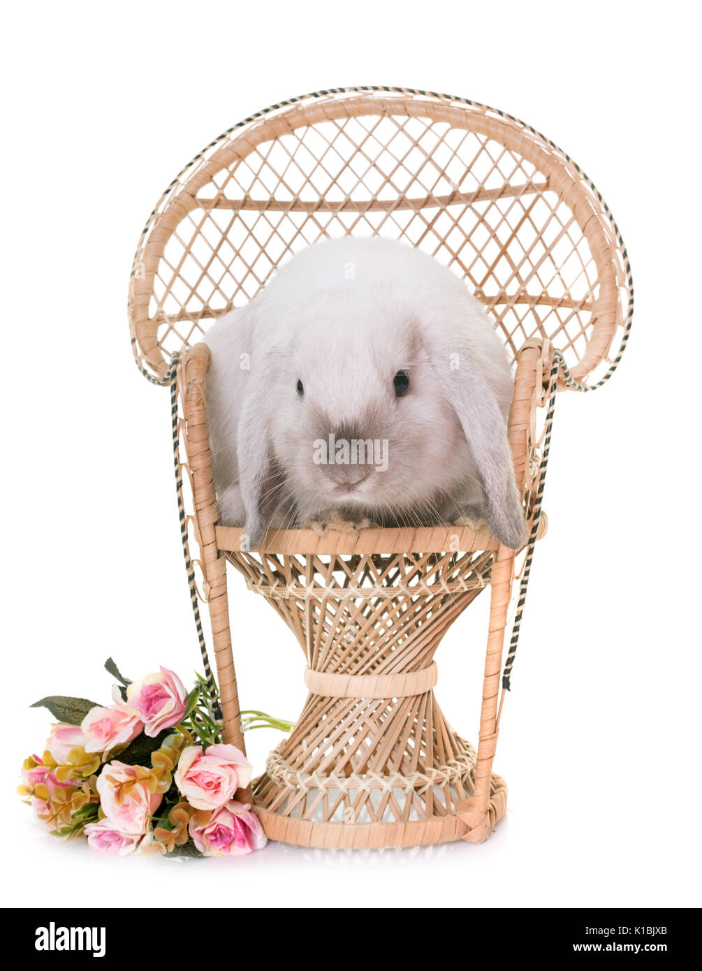 Mini Lop Studio High Resolution Stock Photography and Images - Alamy