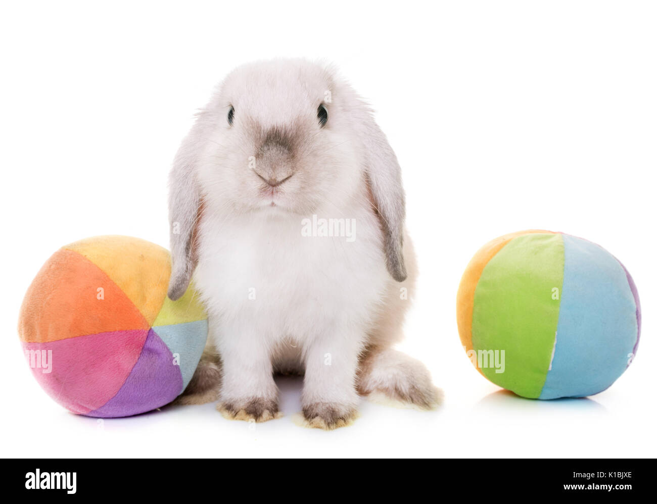 Mini Lop in front of white background Stock Photo - Alamy