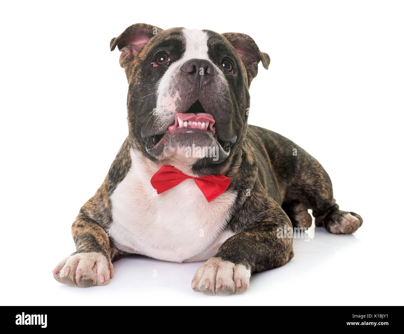 american bully in front of white background Stock Photo - Alamy
