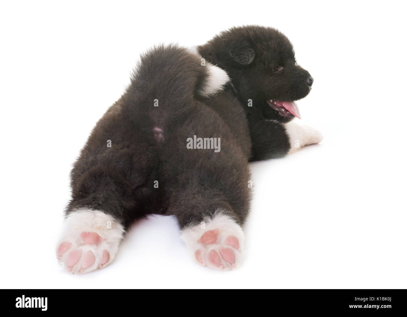 American akita hi-res stock photography and images - Alamy