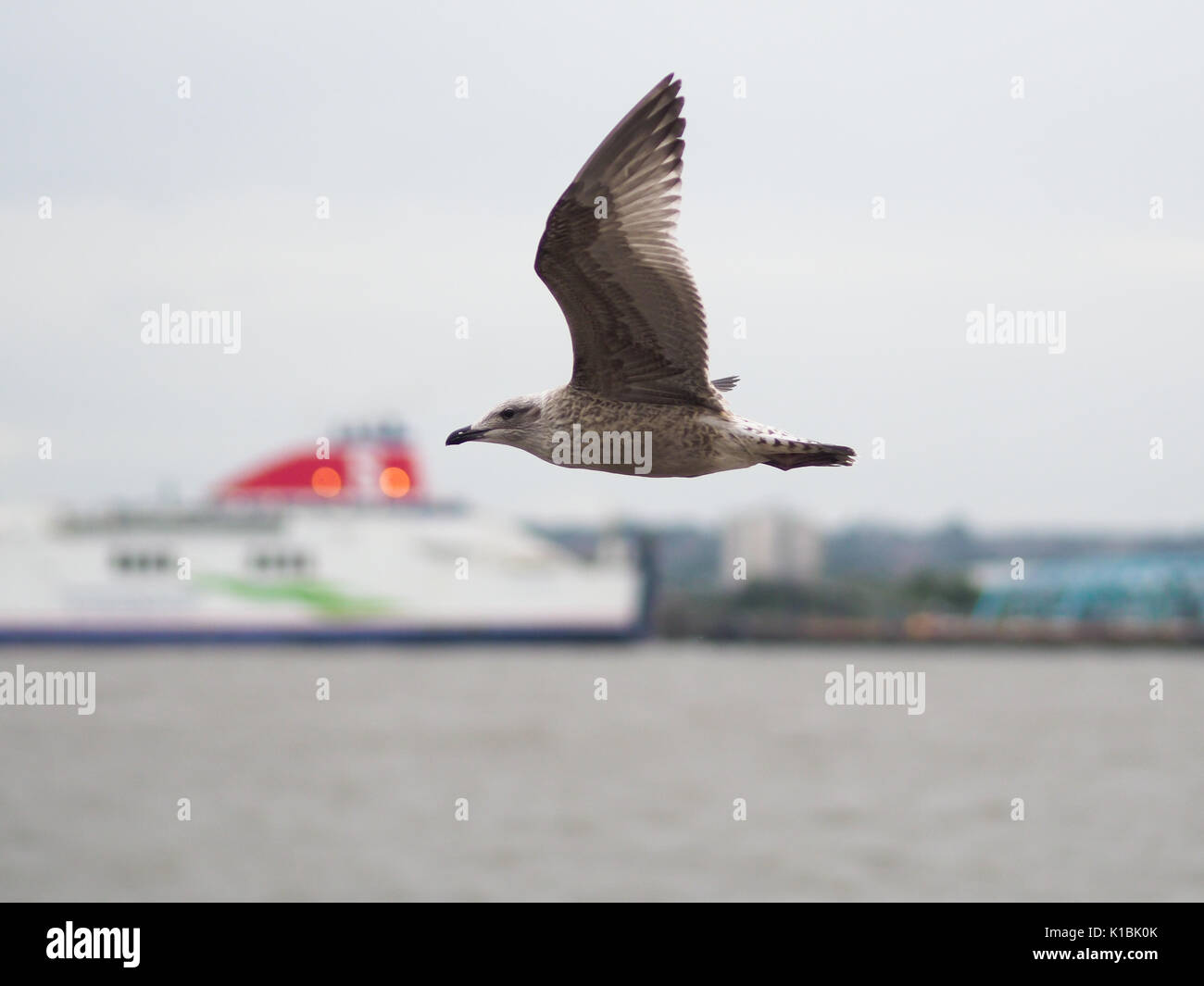 Gull in Flight Stock Photo - Alamy