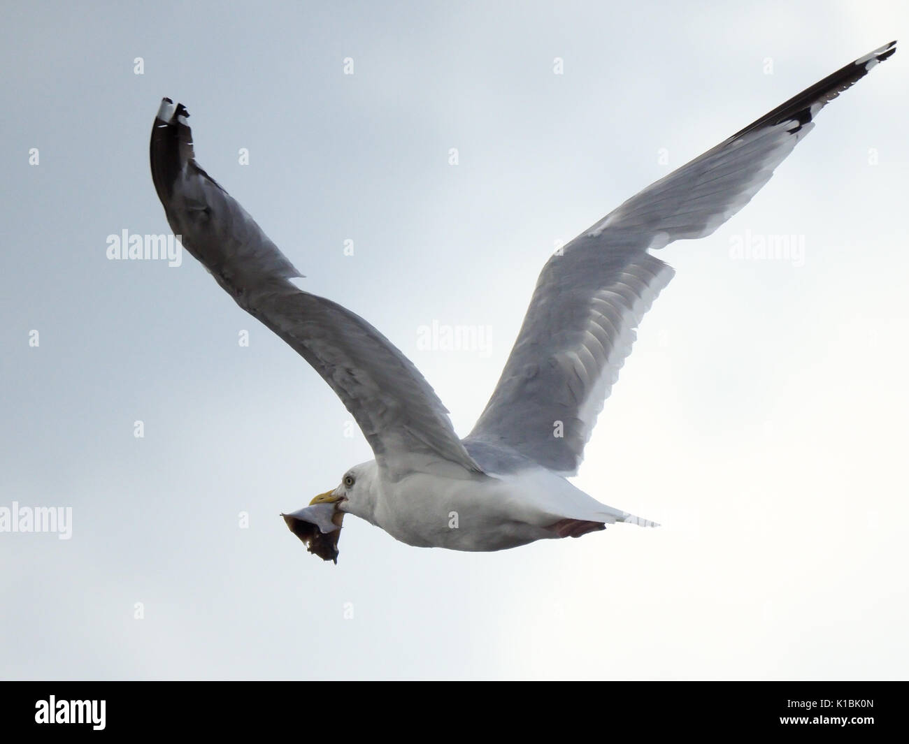 Gull in Flight Stock Photo - Alamy