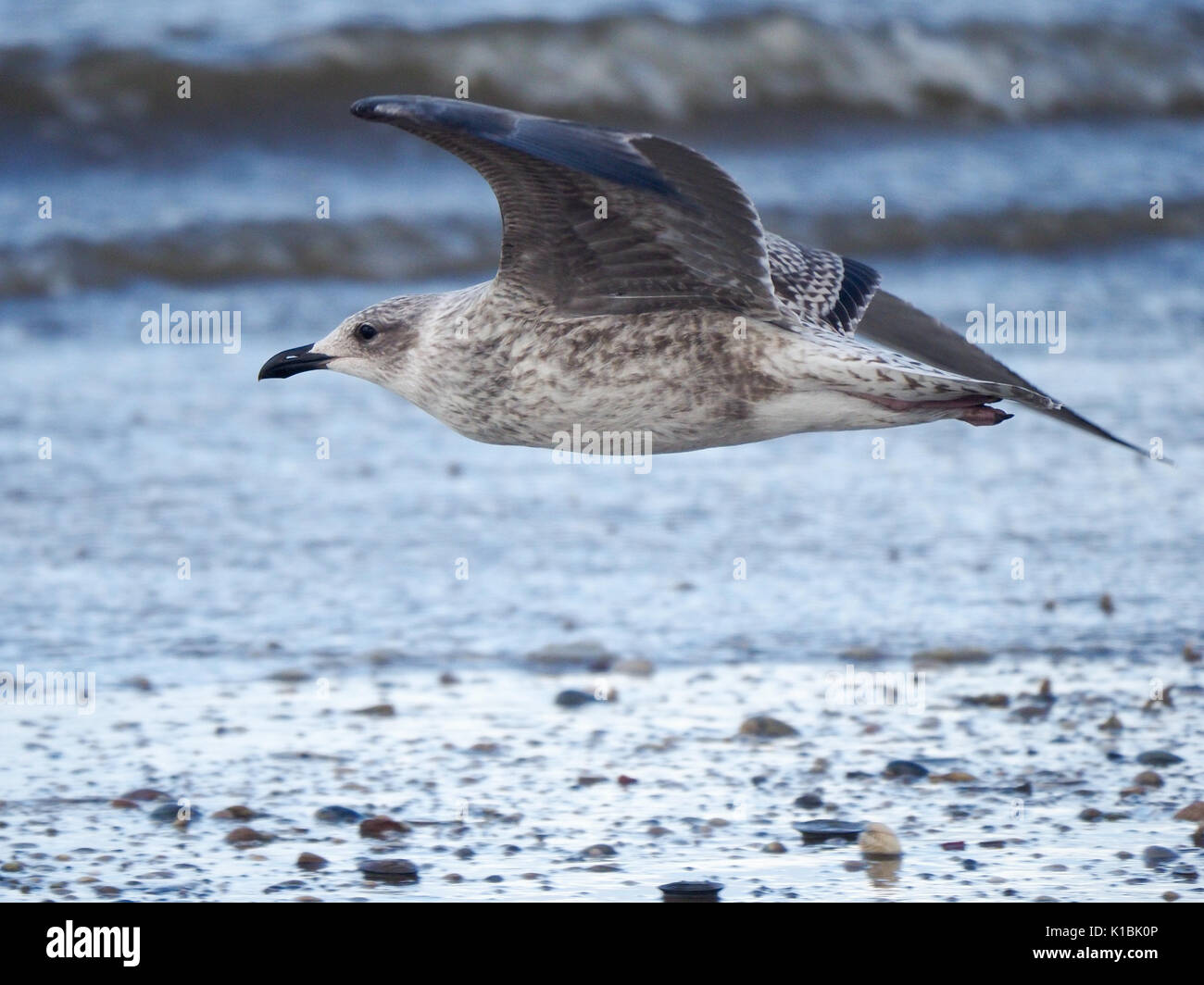 Gull in Flight Stock Photo - Alamy