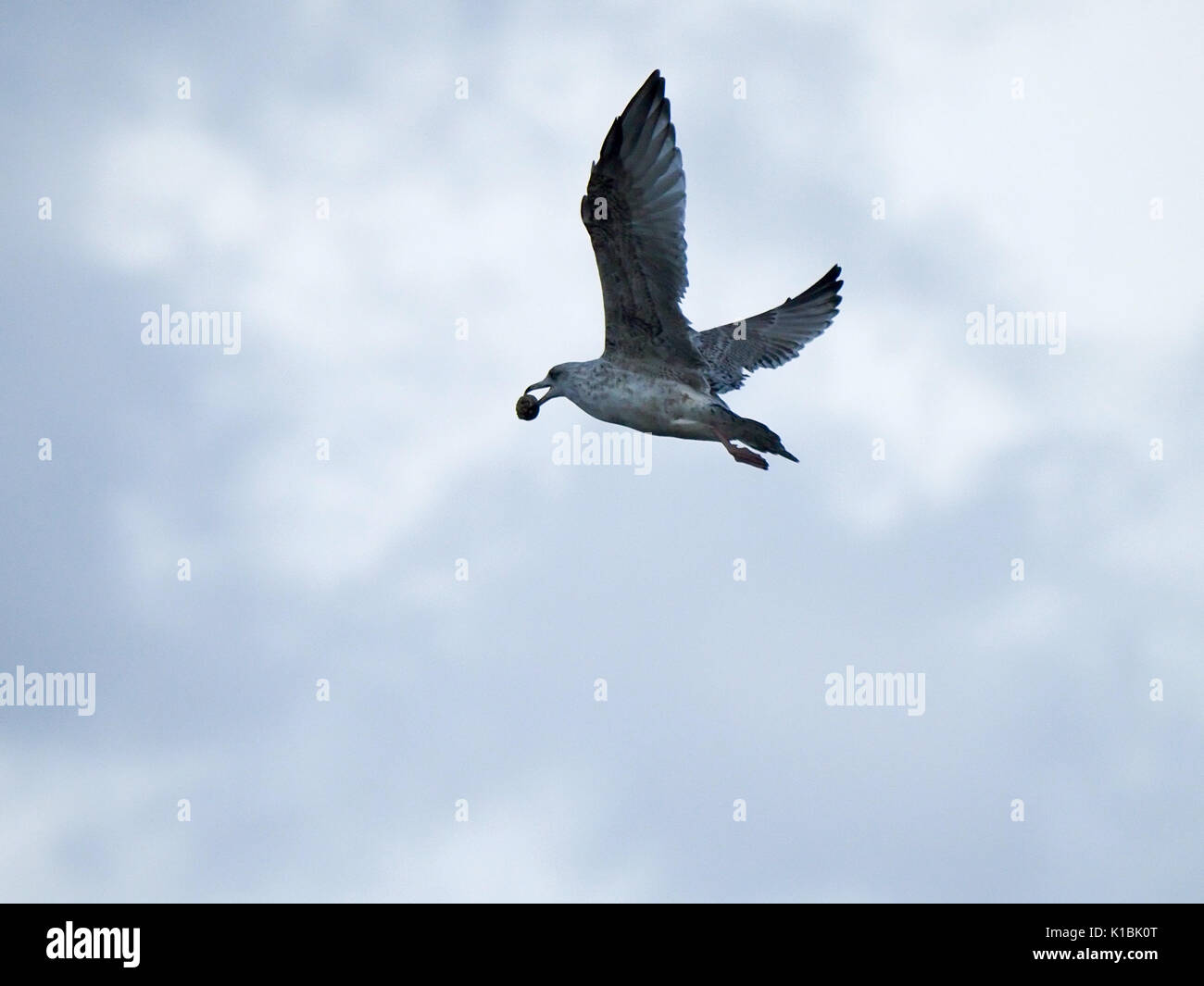 Black backed african gull hi-res stock photography and images - Alamy
