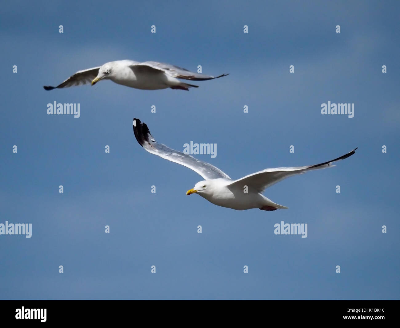 Gull in Flight Stock Photo - Alamy