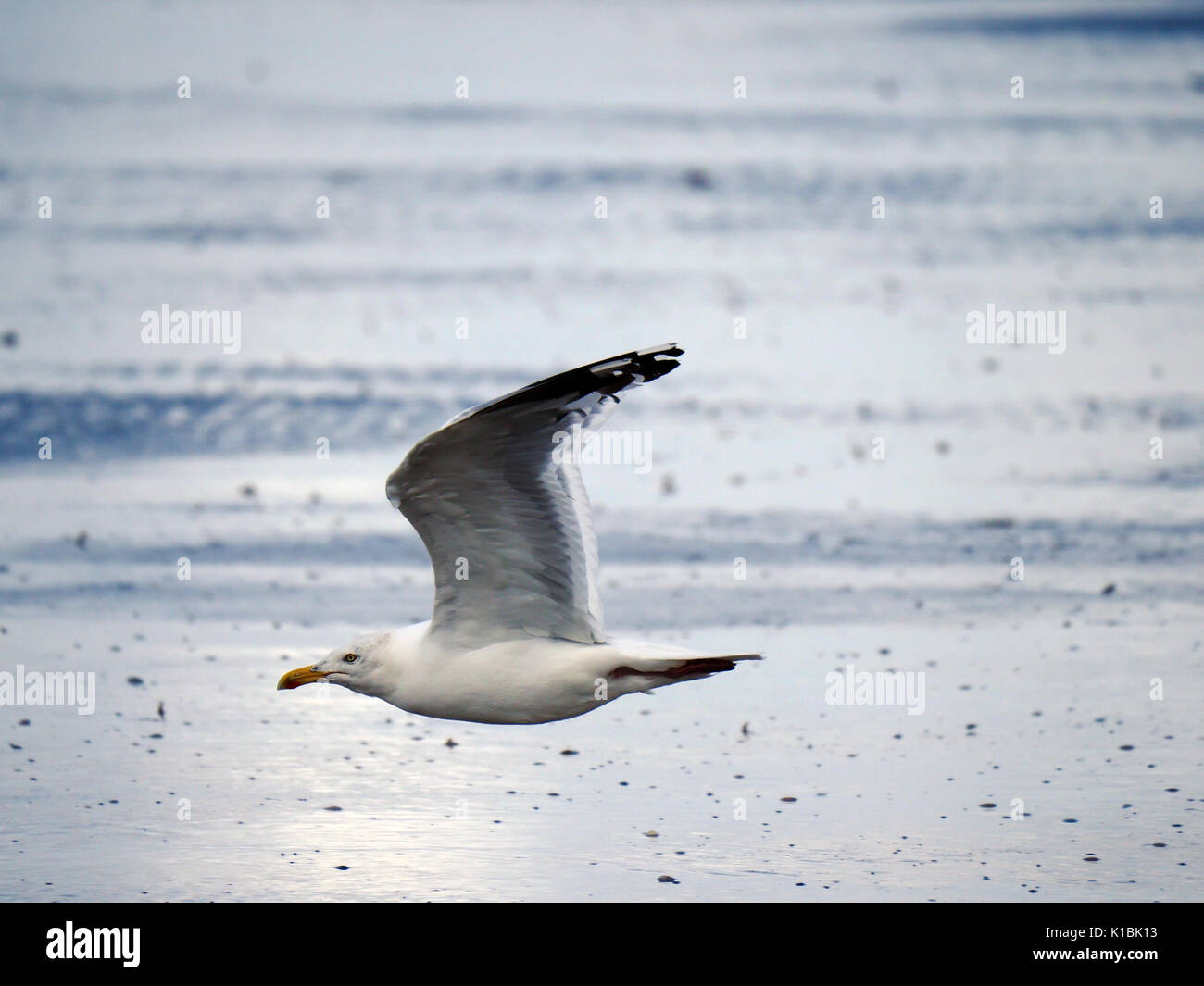 Gull in Flight Stock Photo - Alamy